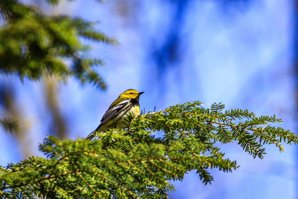 Nature Walks! - Dufferin Bruce Trail Club
